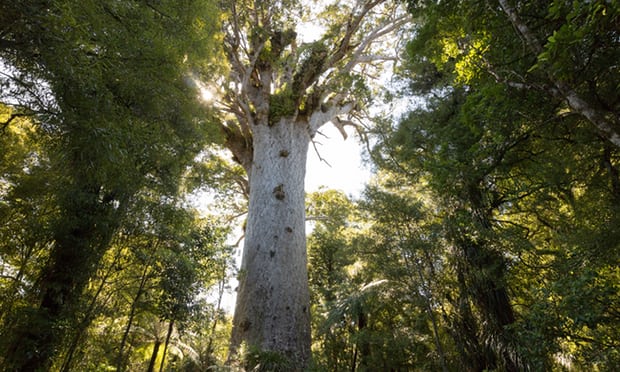 New Zealand’s Tāne Mahuta – the giant tree that reduces visitors to ...